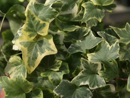 Ivy: Snake and Namesake – Upon the Altar